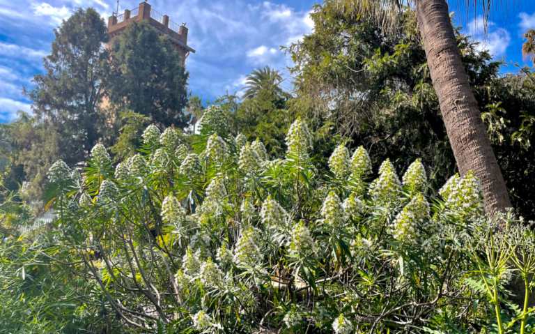 El tajinaste blanco de Gran Canaria planta de marzo del Botánico | Espores
