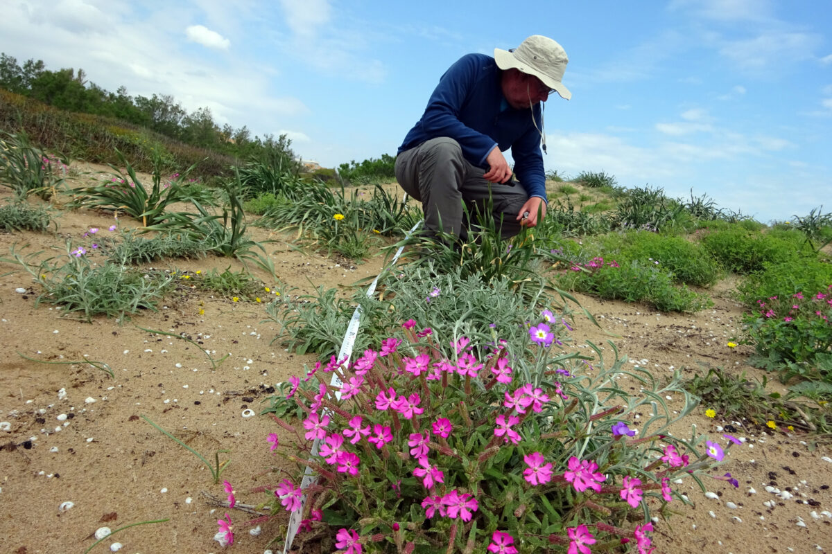Botanist of the month: Albert Navarro | Espores