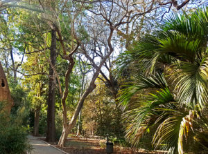 Tree forks: Is there always a danger of falling branches? | Espores