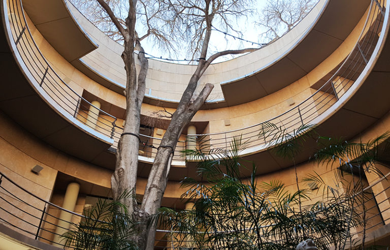 Tree forks: Is there always a danger of falling branches? | Espores