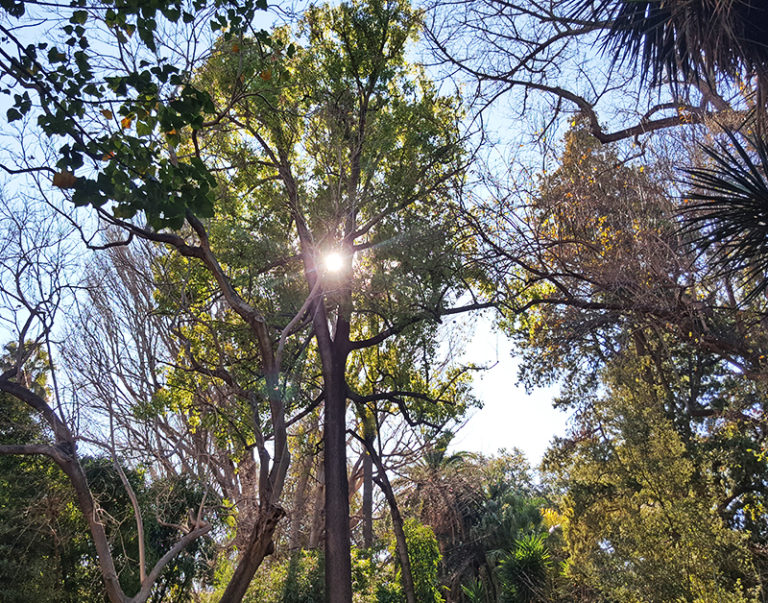 Tree forks: Is there always a danger of falling branches? | Espores