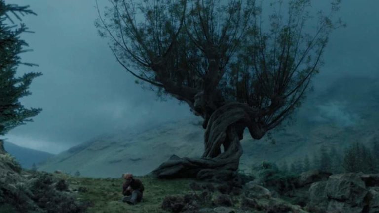 The Botany of Harry Potter | Espores