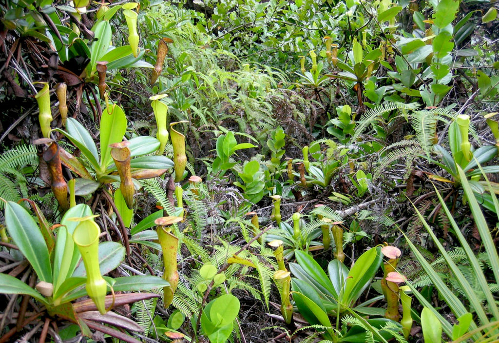 Las carnívoras del Botánico | Espores