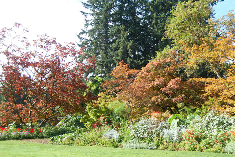 Maple trees o arces: el emblema arbóreo de Canadá | Espores