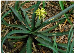 El gènere Aloe, molt més que àloe vera | Espores