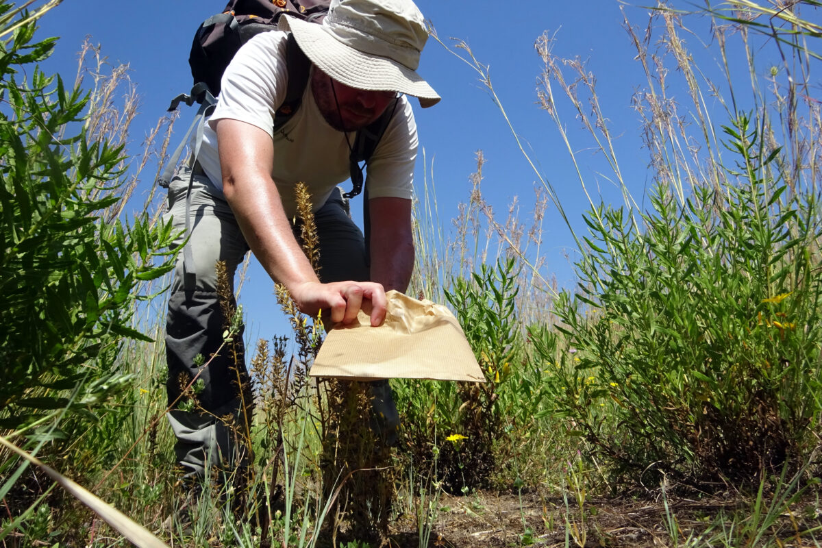 Botanist of the month: Albert Navarro | Espores