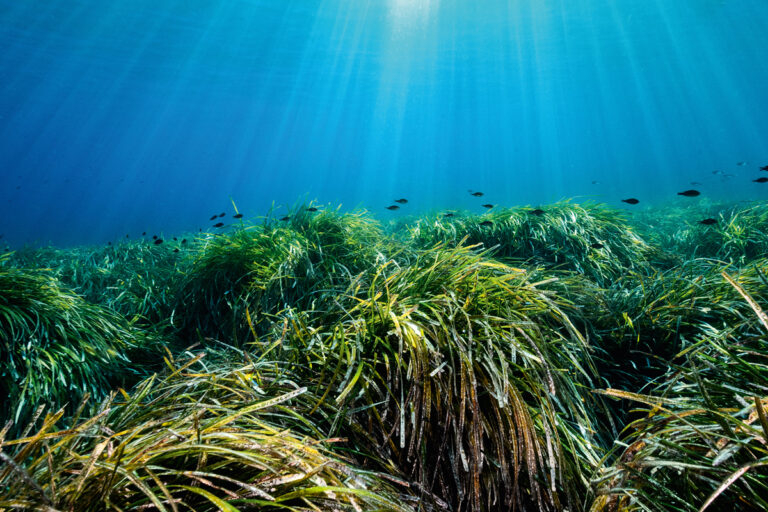 Posidonia oceanica, the forgotten plant on the seabed | Espores