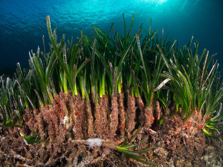 Posidonia oceanica, the forgotten plant on the seabed | Espores